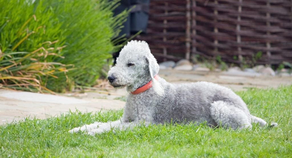 Hunde mit Locken » 16 süße Hunderassen mit Locken