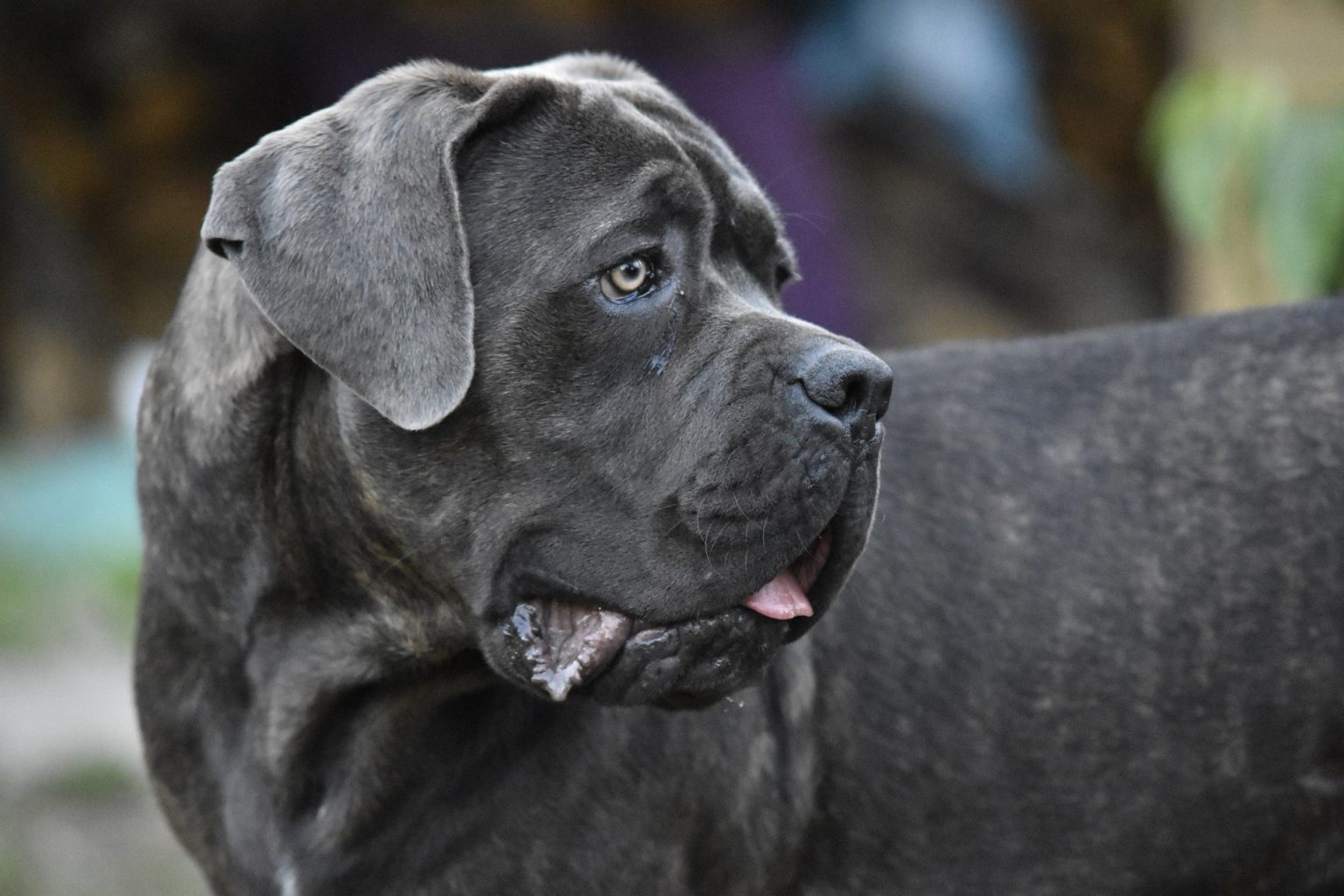 Hunderassen Kampfhund - (16 beliebte Kampfhunde im Vergleich!)