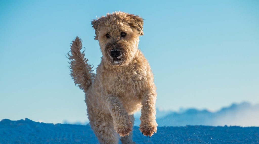 Hunde mit Locken » 16 süße Hunderassen mit Locken