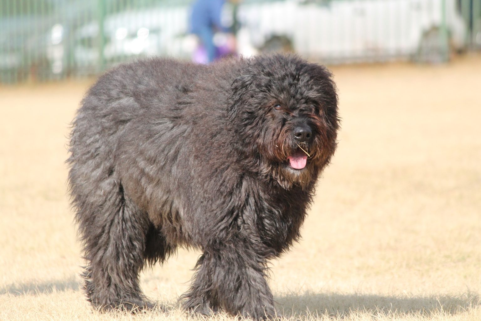 Hunde mit Locken » 16 süße Hunderassen mit Locken