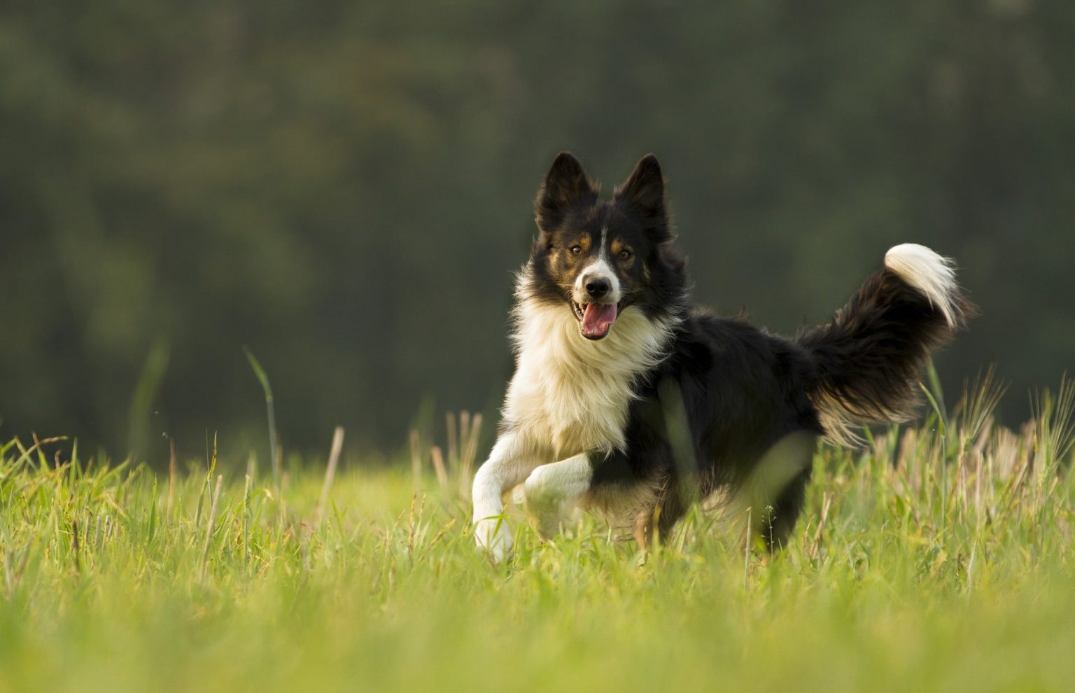 Kinderfreundliche Hunde - (10 besten Hunderassen für Kinder)