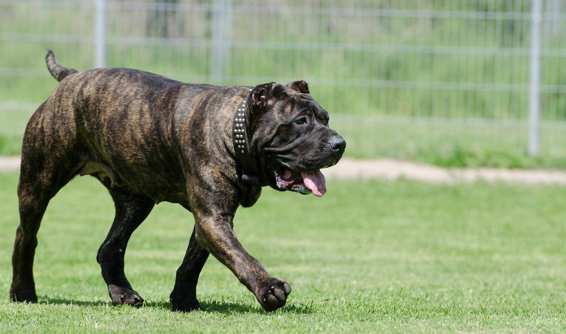 Hunderassen Kampfhund - (16 beliebte Kampfhunde im Vergleich!)