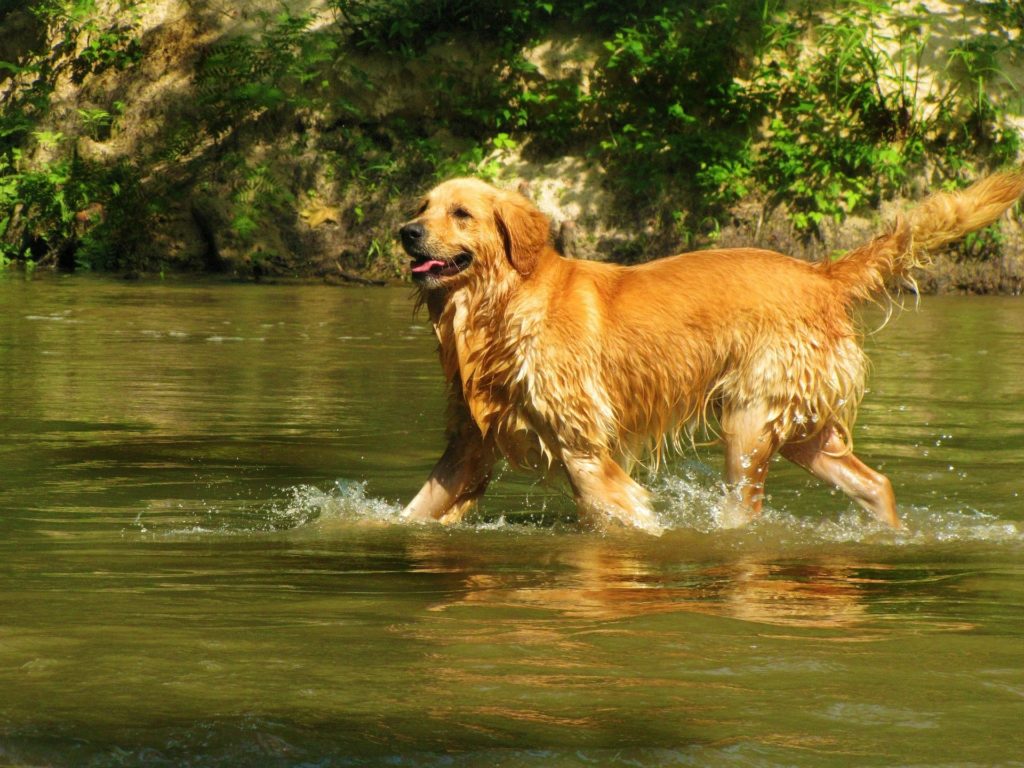 Kinderfreundliche Hunde - (10 besten Hunderassen für Kinder)