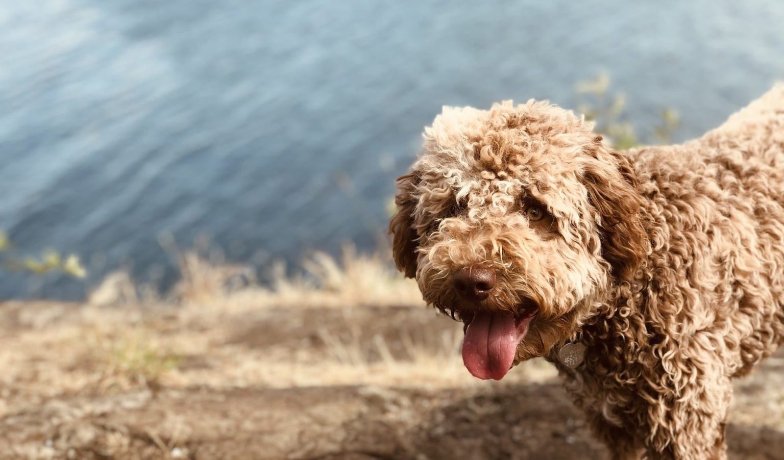 Hunde mit Locken » 16 süße Hunderassen mit Locken