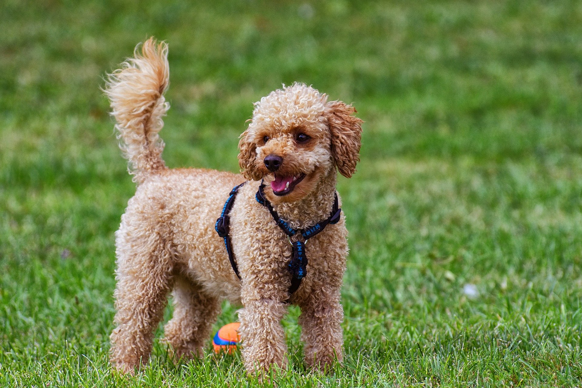Kinderfreundliche Hunde - (10 besten Hunderassen für Kinder)