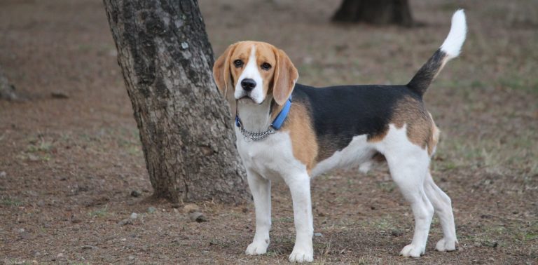 Hunderassen Jagdhund - (Liste der 5 besten Jagdhunderassen)