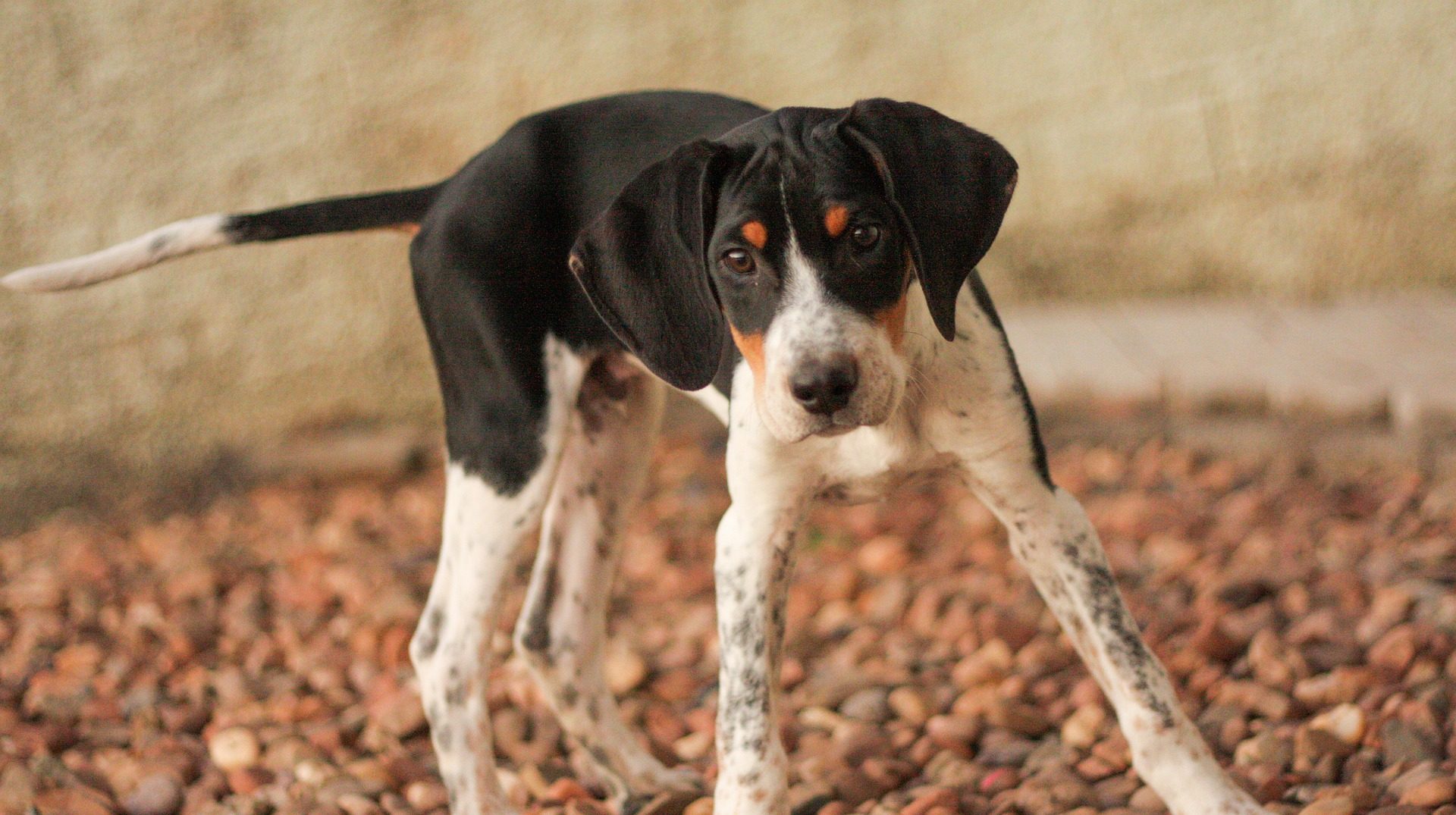 Hunderassen Jagdhund - (Liste der 5 besten Jagdhunderassen)