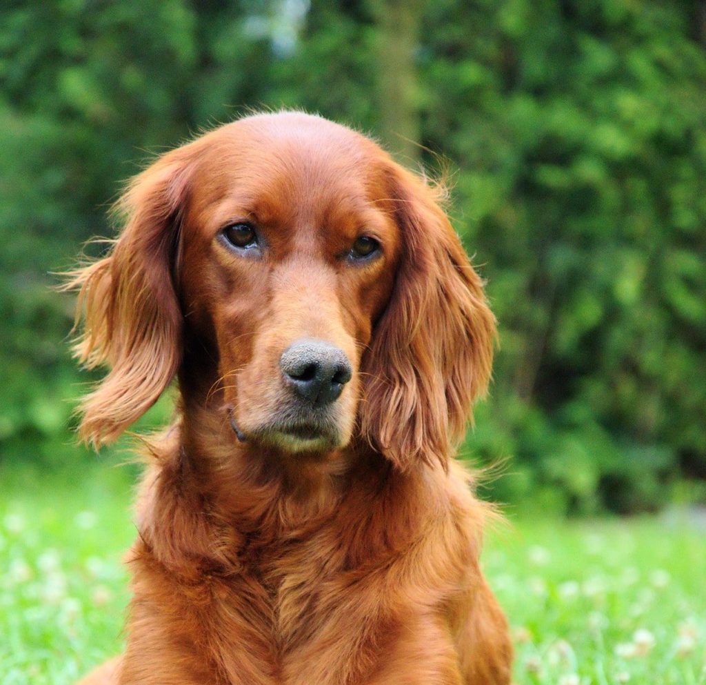 Hunderassen Jagdhund - (Liste der 5 besten Jagdhunderassen)