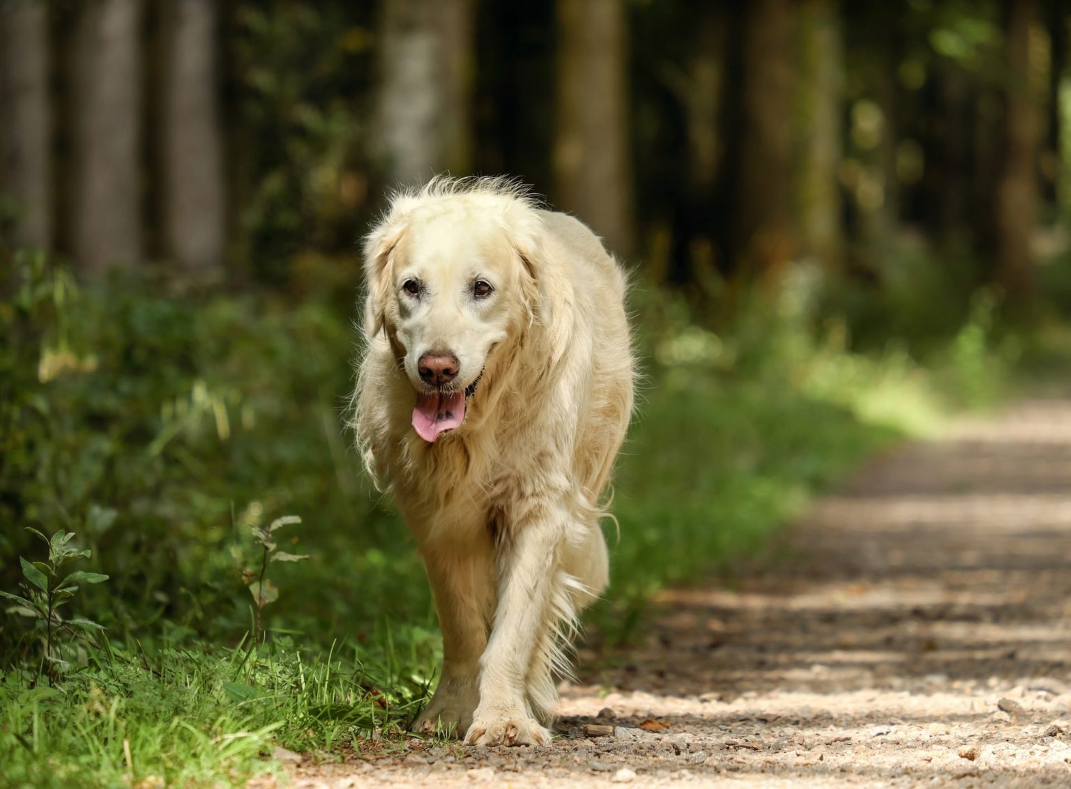 Hunderassen Jagdhund - (Liste der 5 besten Jagdhunderassen)