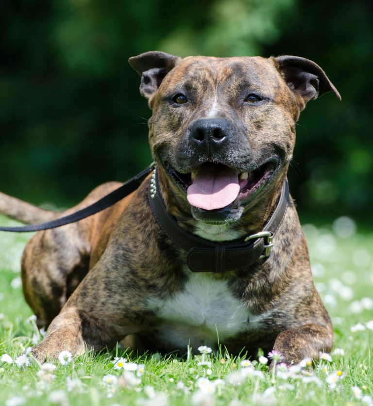 Hunderassen Kampfhund - (16 beliebte Kampfhunde im Vergleich!)