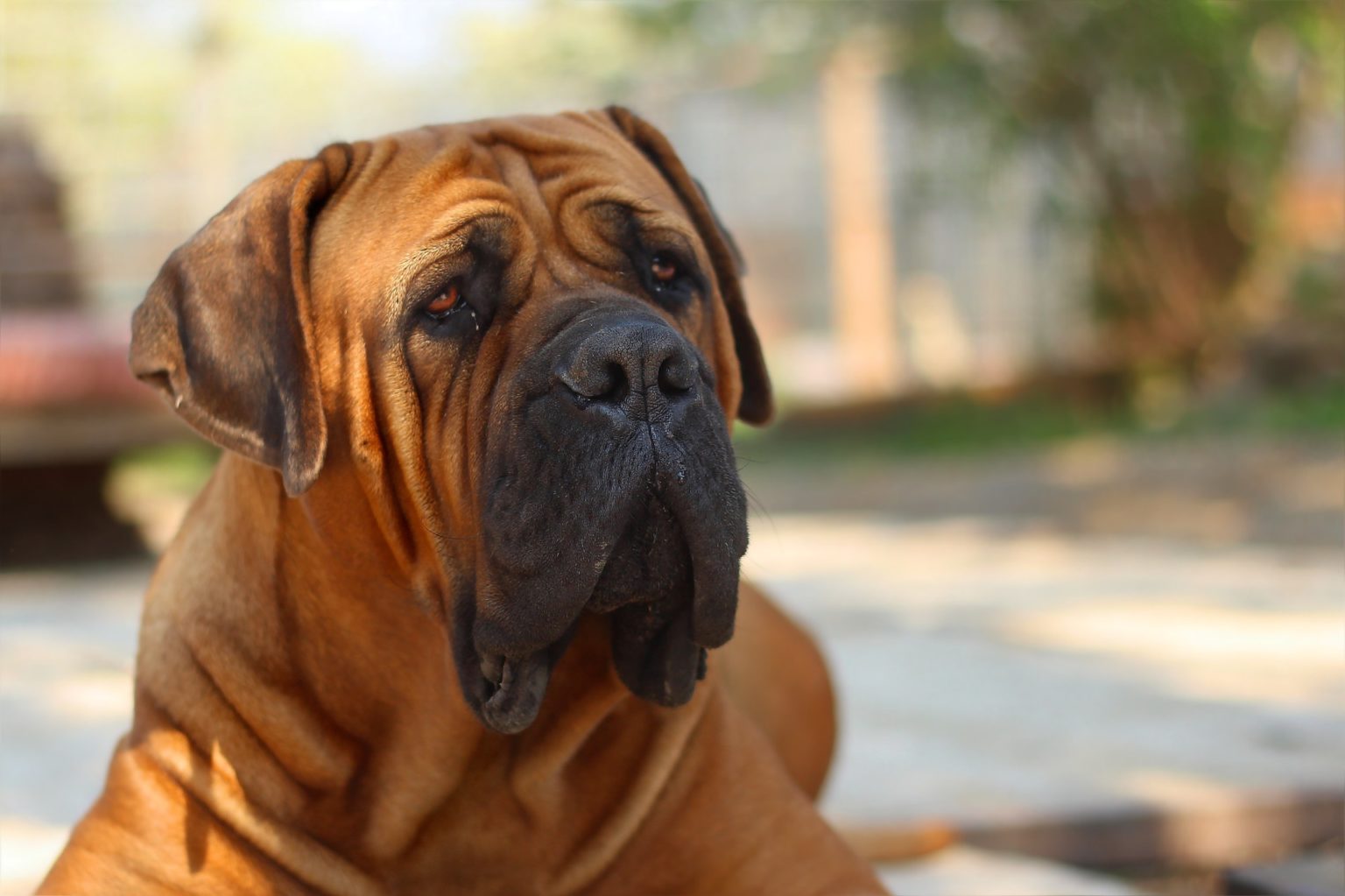Hunderassen Kampfhund - (16 beliebte Kampfhunde im Vergleich!)