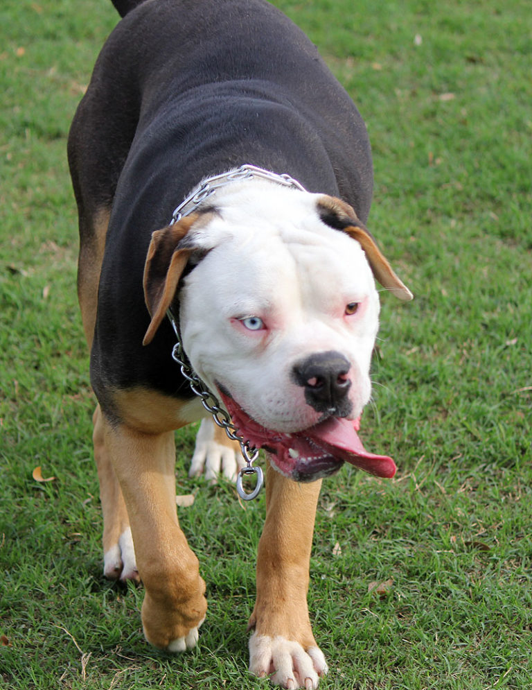 Hunderassen Kampfhund - (16 beliebte Kampfhunde im Vergleich!)