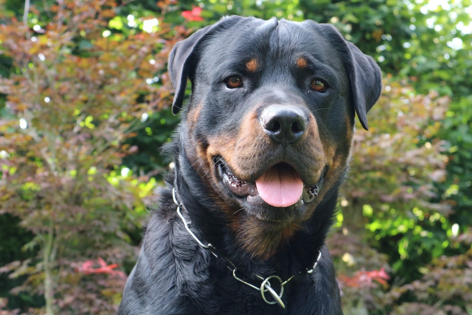 Hunderassen Kampfhund - (16 beliebte Kampfhunde im Vergleich!)