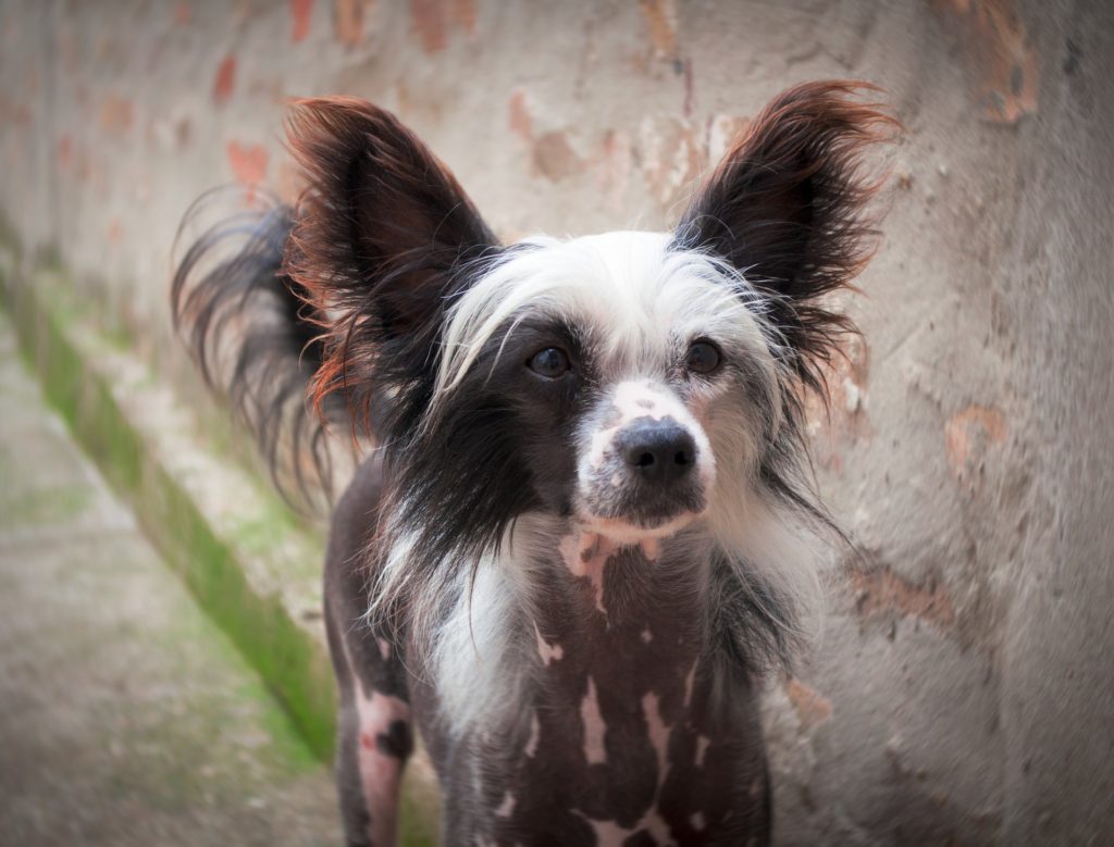 Nackthund - (Liste der 10 beliebtesten Hunde ohne Fell)