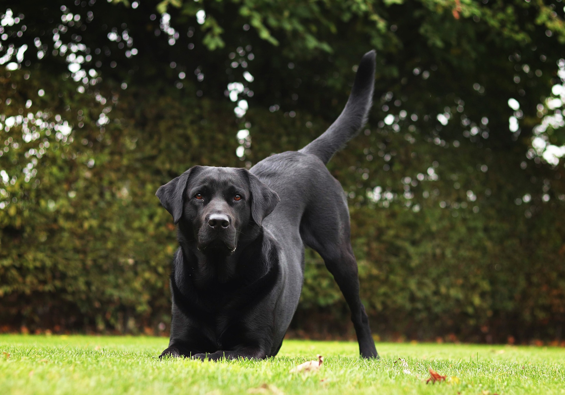 Labrador Retriever Temperament - (So ist der Labrador wirklich!)
