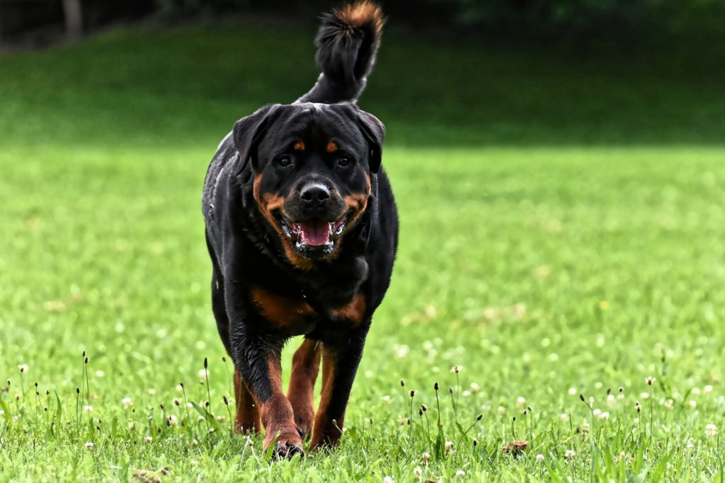 Rottweiler Temperament - (So ist der Rottweiler wirklich!)