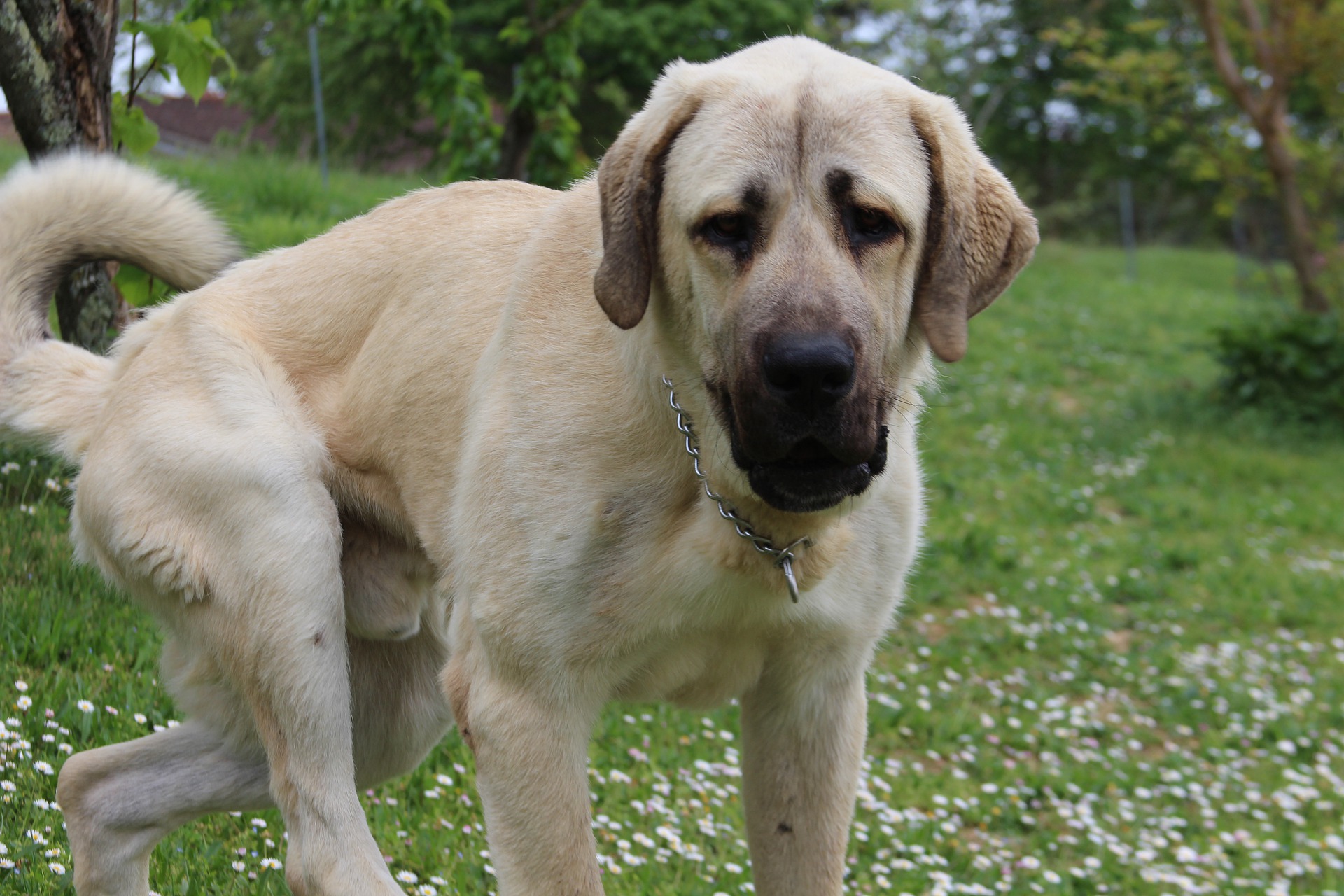 Hunderassen Kampfhund - (16 beliebte Kampfhunde im Vergleich!)