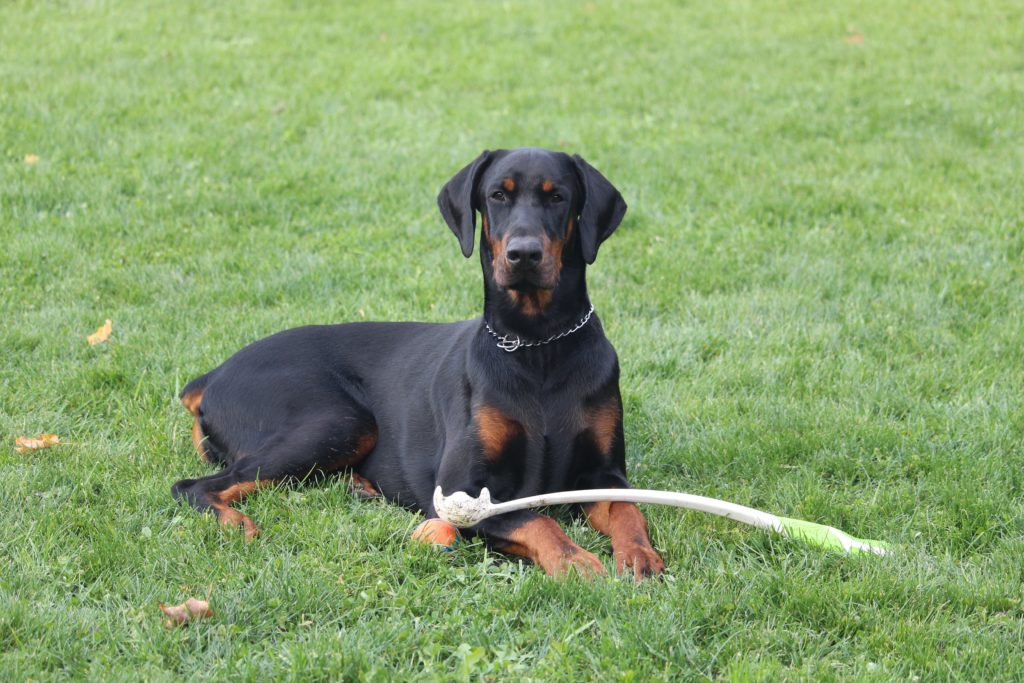 Hunderassen Kampfhund - (16 beliebte Kampfhunde im Vergleich!)