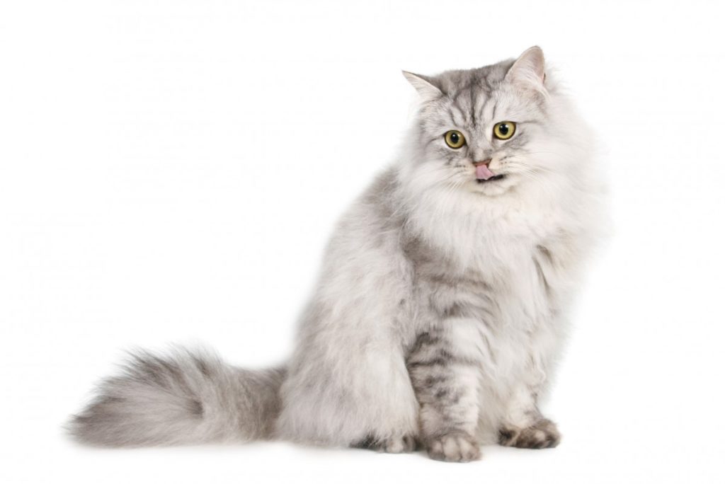 Katzen mit Schlappohren - (4 süße Katzenrassen im Vergleich!)