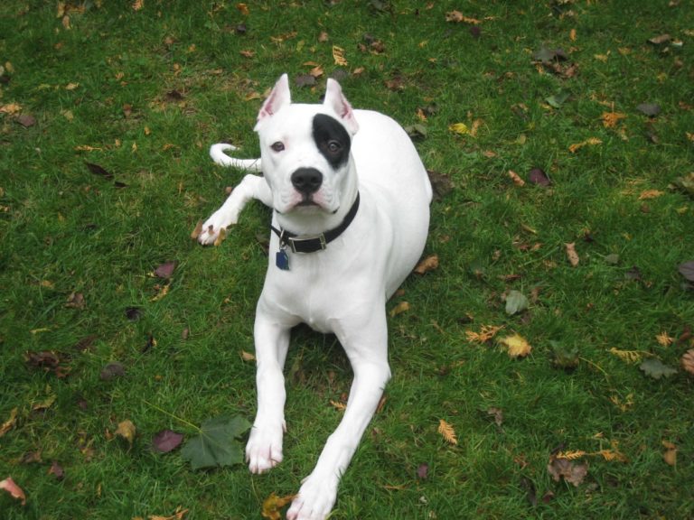 Hunderassen Kampfhund - (16 beliebte Kampfhunde im Vergleich!)