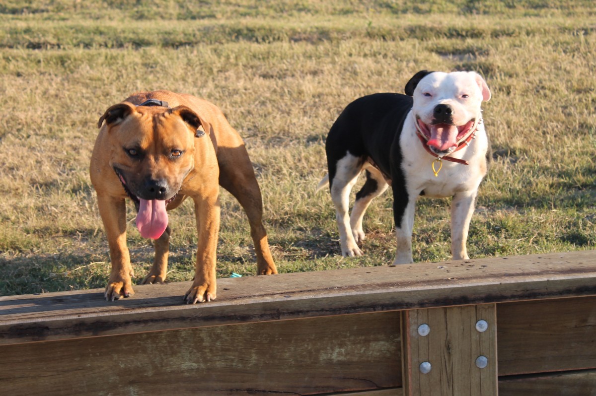 Hunderassen Kampfhund - (16 beliebte Kampfhunde im Vergleich!)