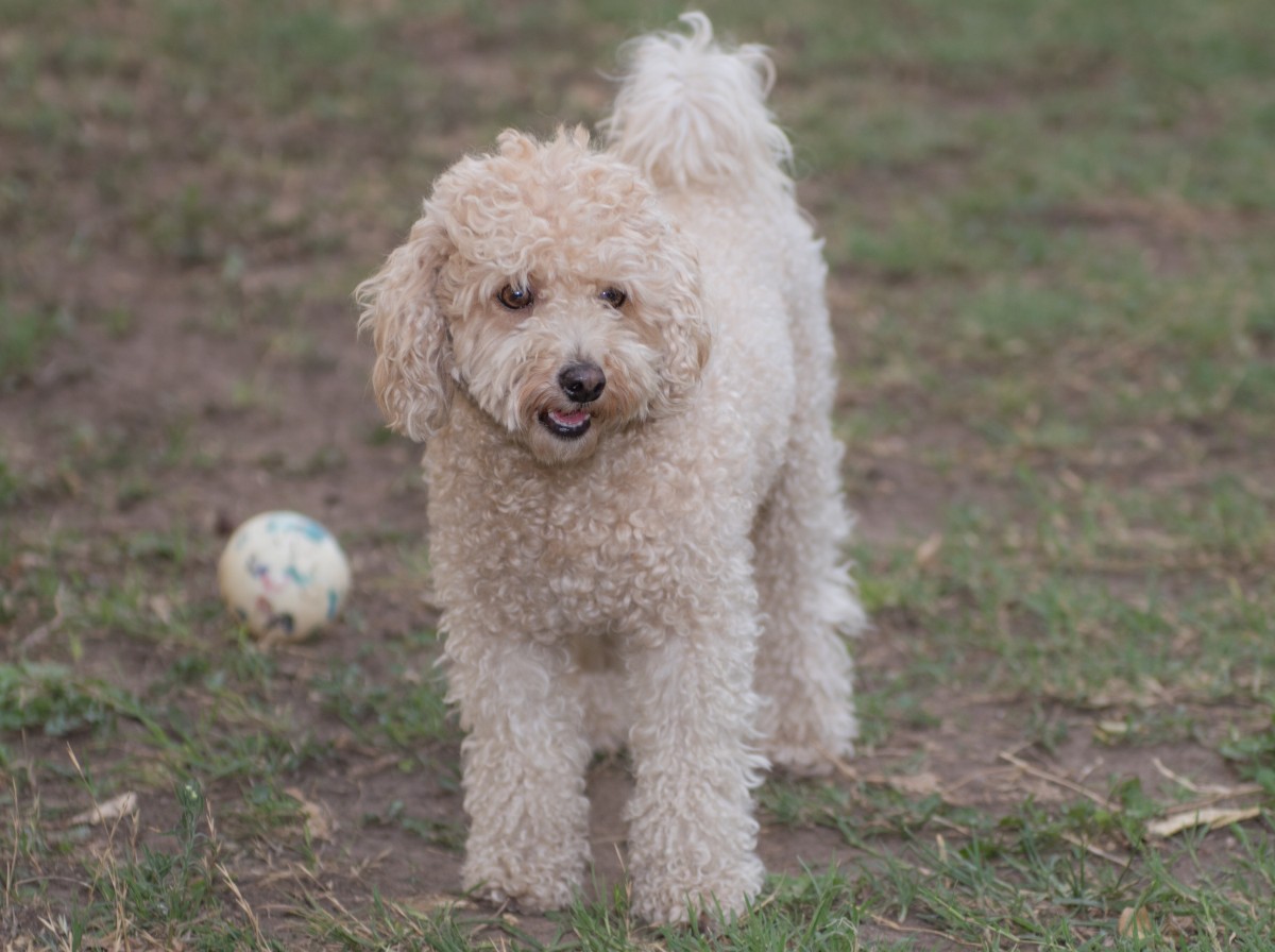33 Hunde, die wie Teddybären aussehen | Mit Bildern
