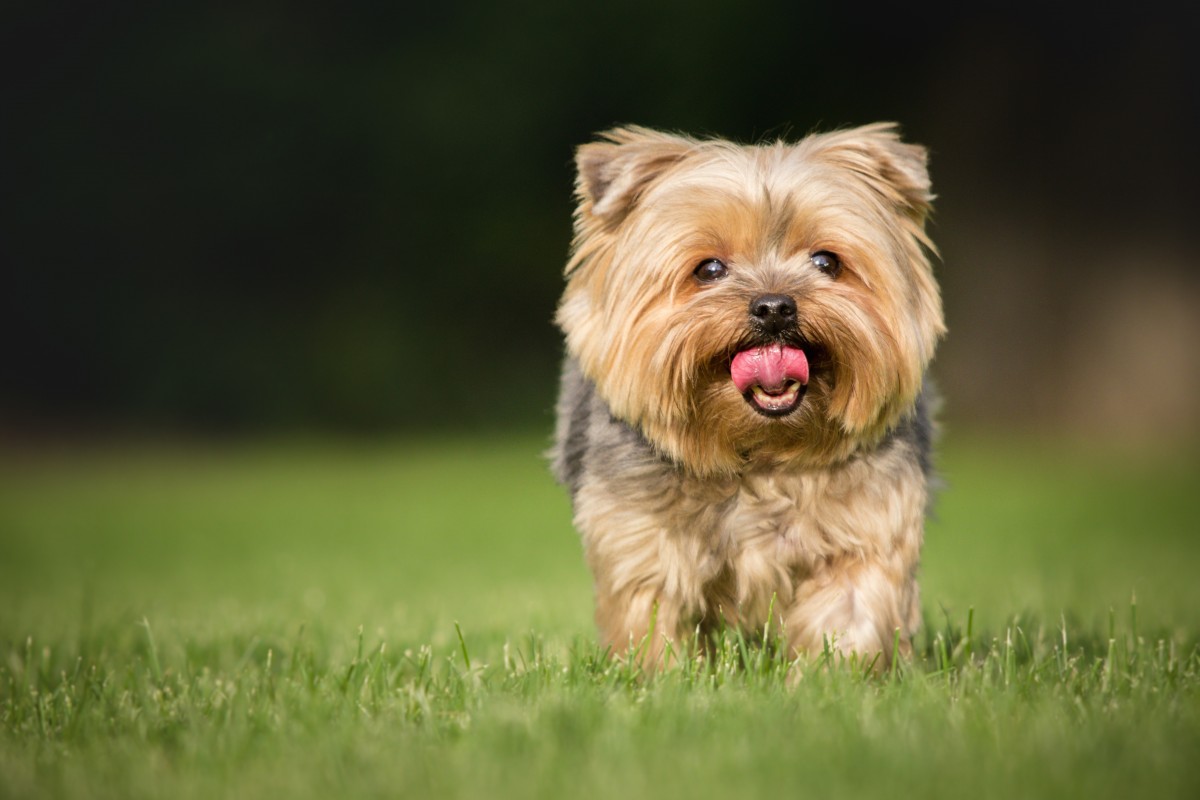 33 Hunde, die wie Teddybären aussehen | Mit Bildern