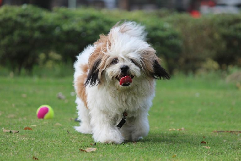 33 Hunde, die wie Teddybären aussehen | Mit Bildern