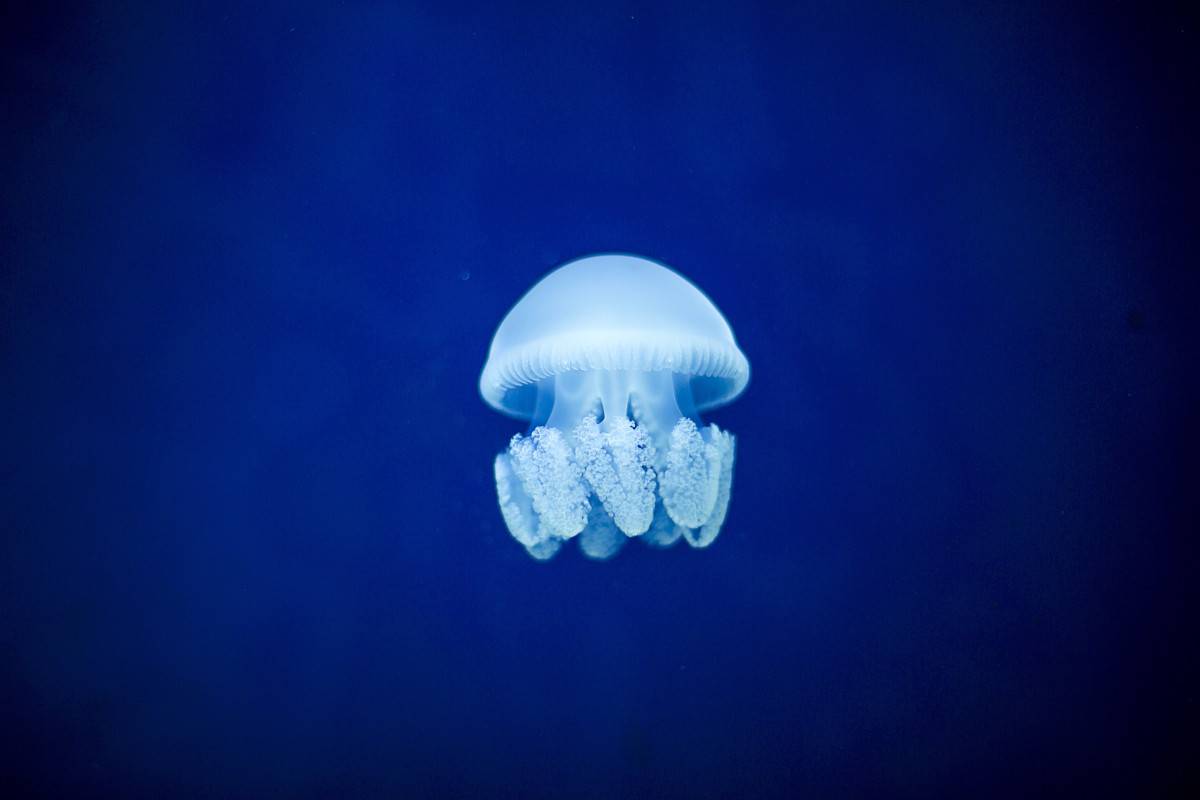 5 Interessante Fakten über Quallen
