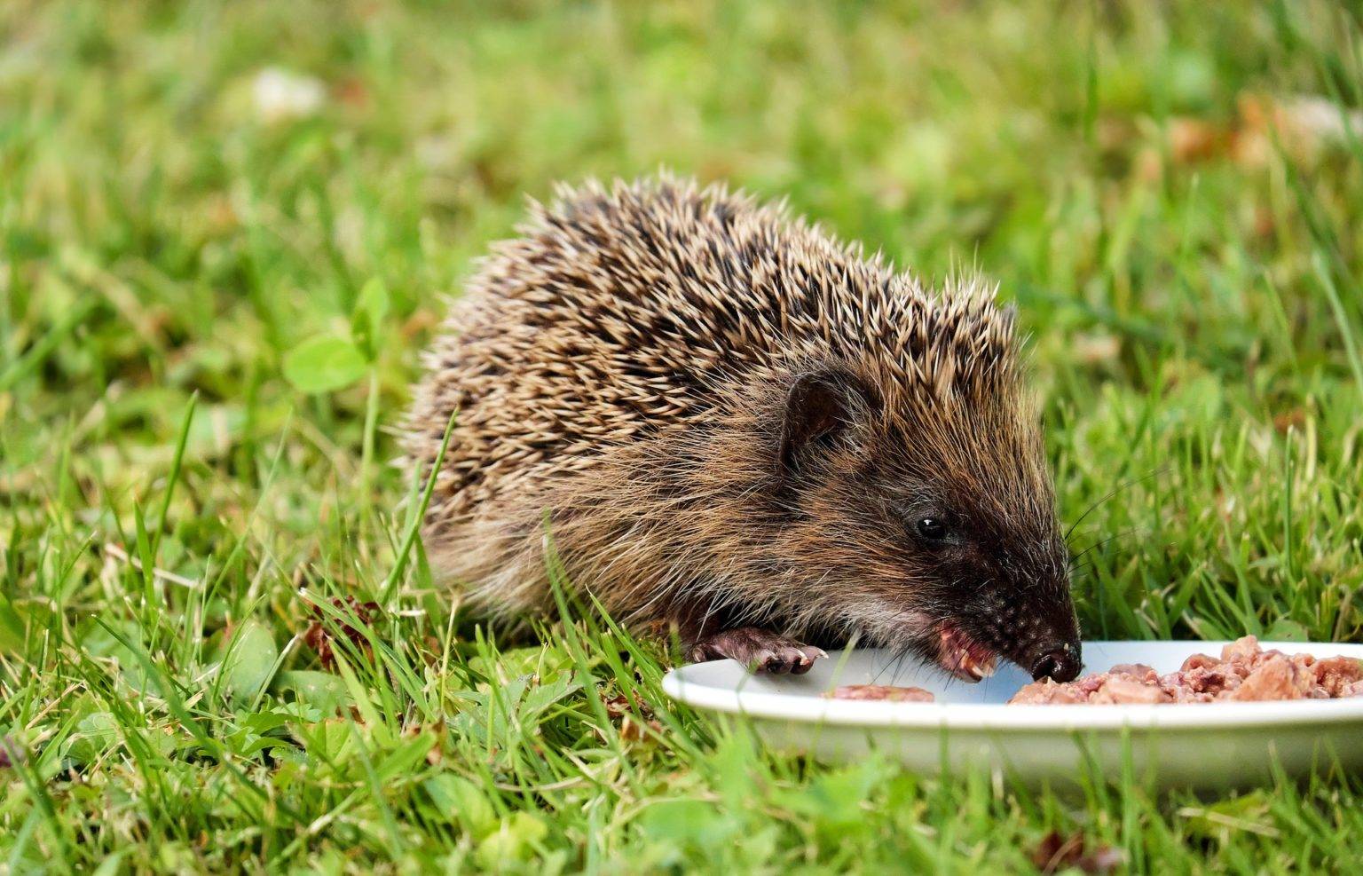 Was fressen Igel? Igel Ernährung im Überblick!