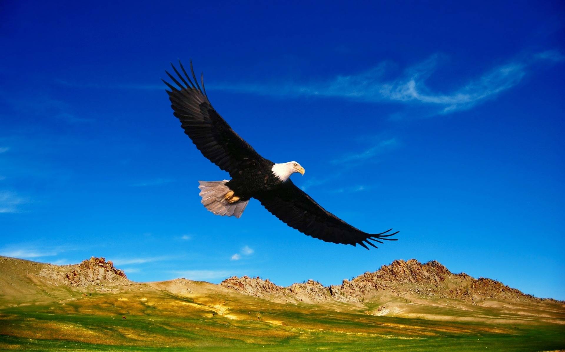 Interessante Fakten über Adler Interessante Fakten über Adler