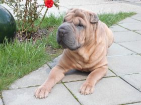 Hunde mit Falten: Die 10 beliebtesten Hunderassen mit Falten