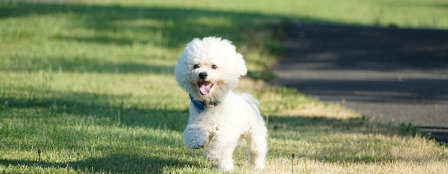 Hunde mit Locken - (16 süße Hunderassen mit Locken)