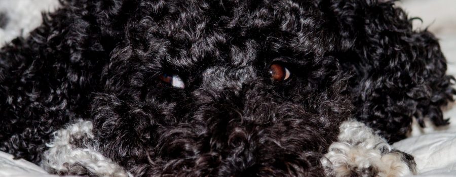 Hunde mit Locken - (16 süße Hunderassen mit Locken)